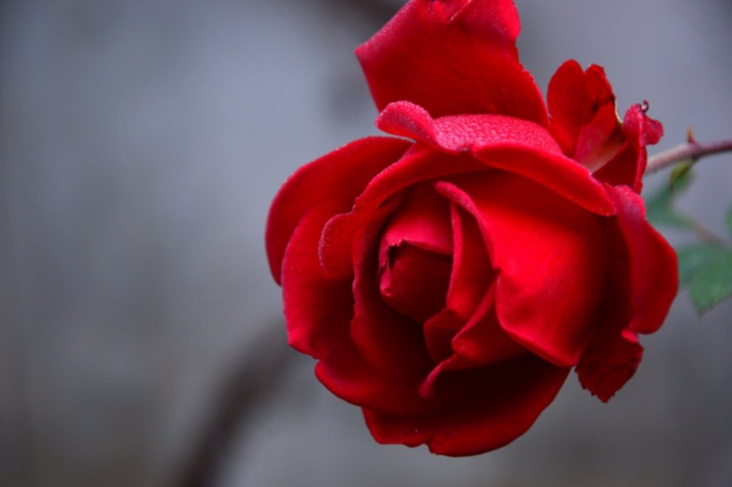 Flores Con Significado